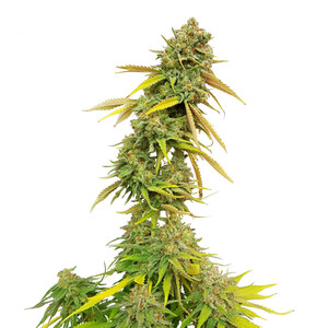 Αγοράστε Θηλυκοποιημένους Σπόρους Special Queen 1 👑 - Royal Queen Seeds